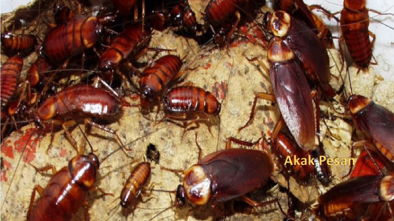Petua Mudah Tapi Berkesan Untuk Halau Lipas Di Rumah - Akak Pesan