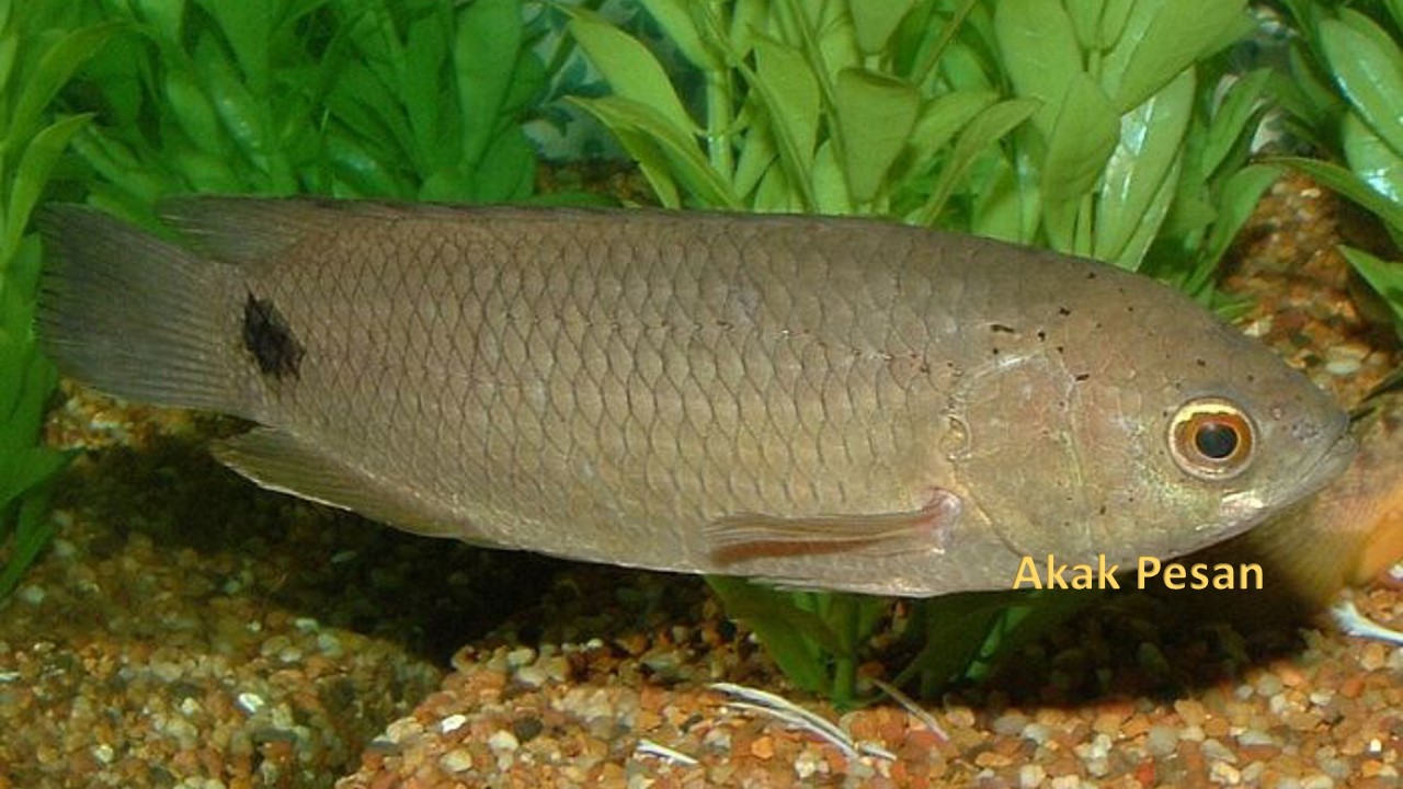 Inilah Sebabnya Kenapa Orang Dulu-Dulu Suka Bela Ikan Puyu Di Rumah ...