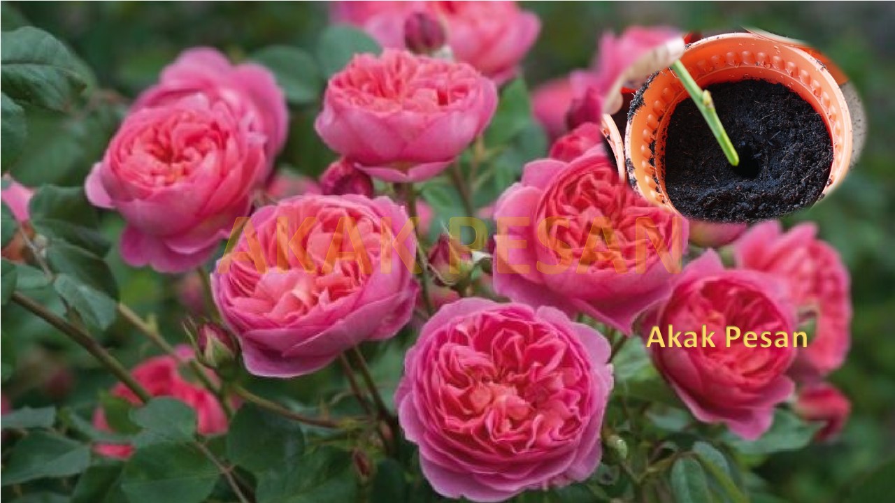 Teknik Biak Pokok Rose Dengan Cara Keratan Batang, Mudah Dan Cepat ...