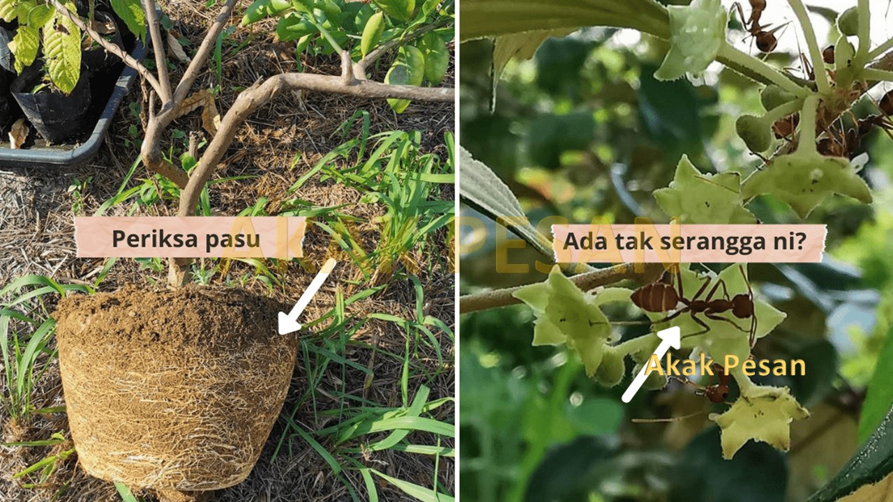 Ini Sebabnya Pokok Berbunga Tapi Buah Tak Lekat, Boleh Punca Pokok ...