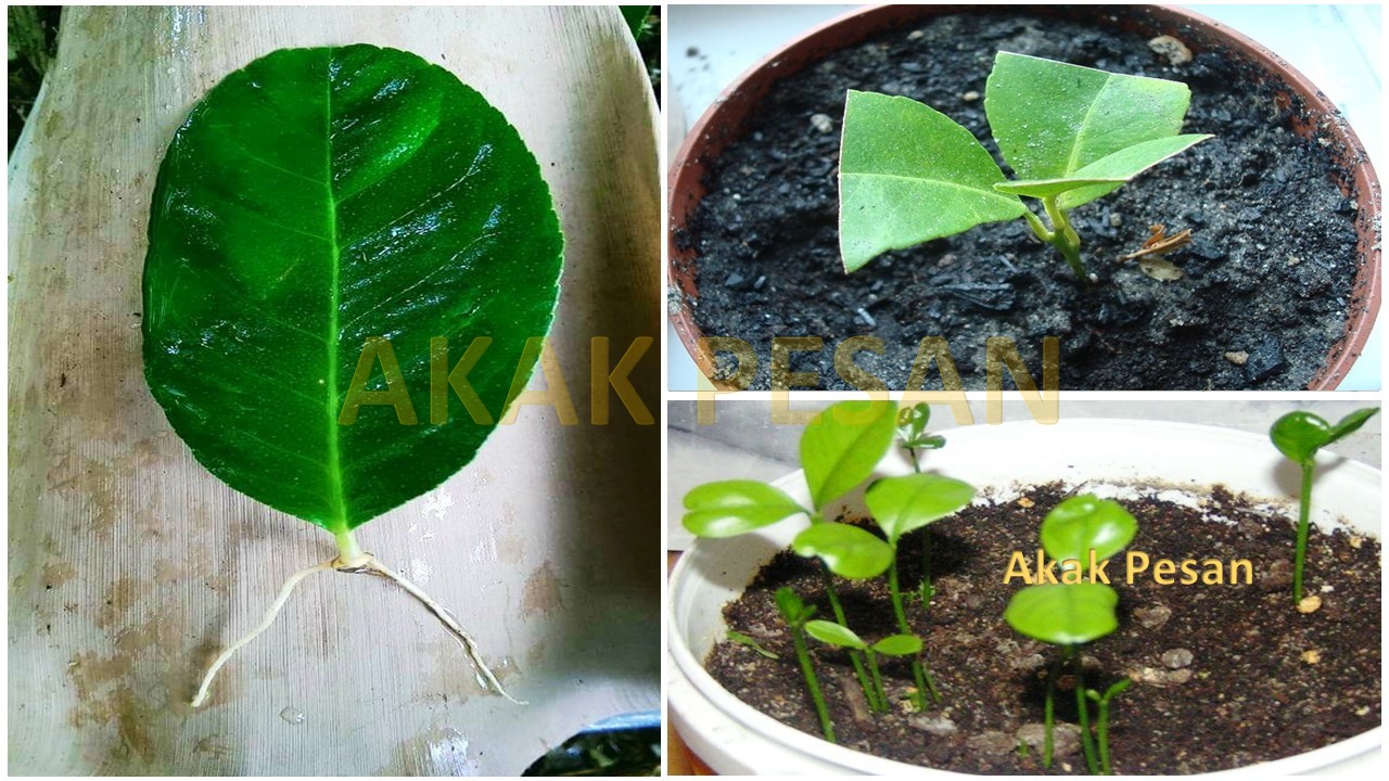 Benih Lagi Cepat Tumbuh Ini Cara Tanam Pokok Lemon Dalam Pasu Memang ...