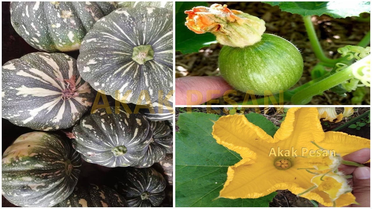 Hasil Tanaman Puas Hati Ini Cara Tanam Sayur Labu Dengan Betul - Akak Pesan
