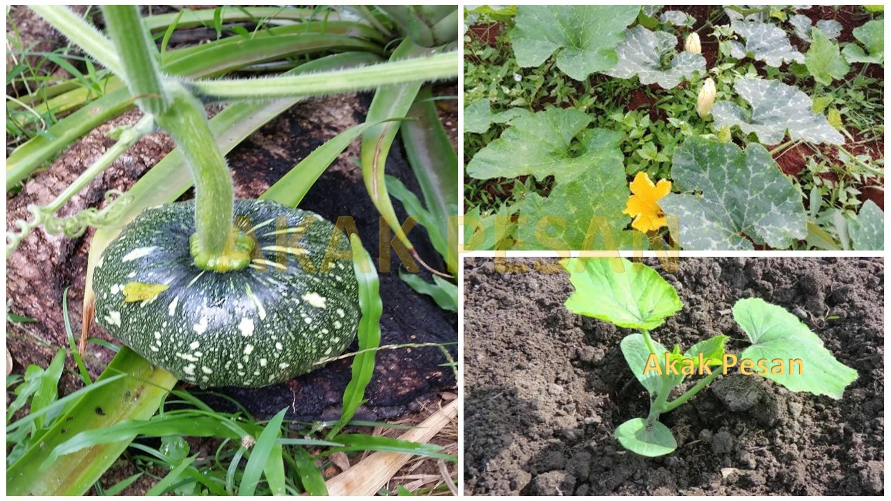 Saiz Besar Hasil Buah Yang Banyak Ikut Cara Yang Betul Tanam Pokok Labu ...