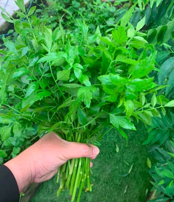 Paling Mudah Dan Hidup Subur Ini Cara Tanam Daun Selom - Akak Pesan