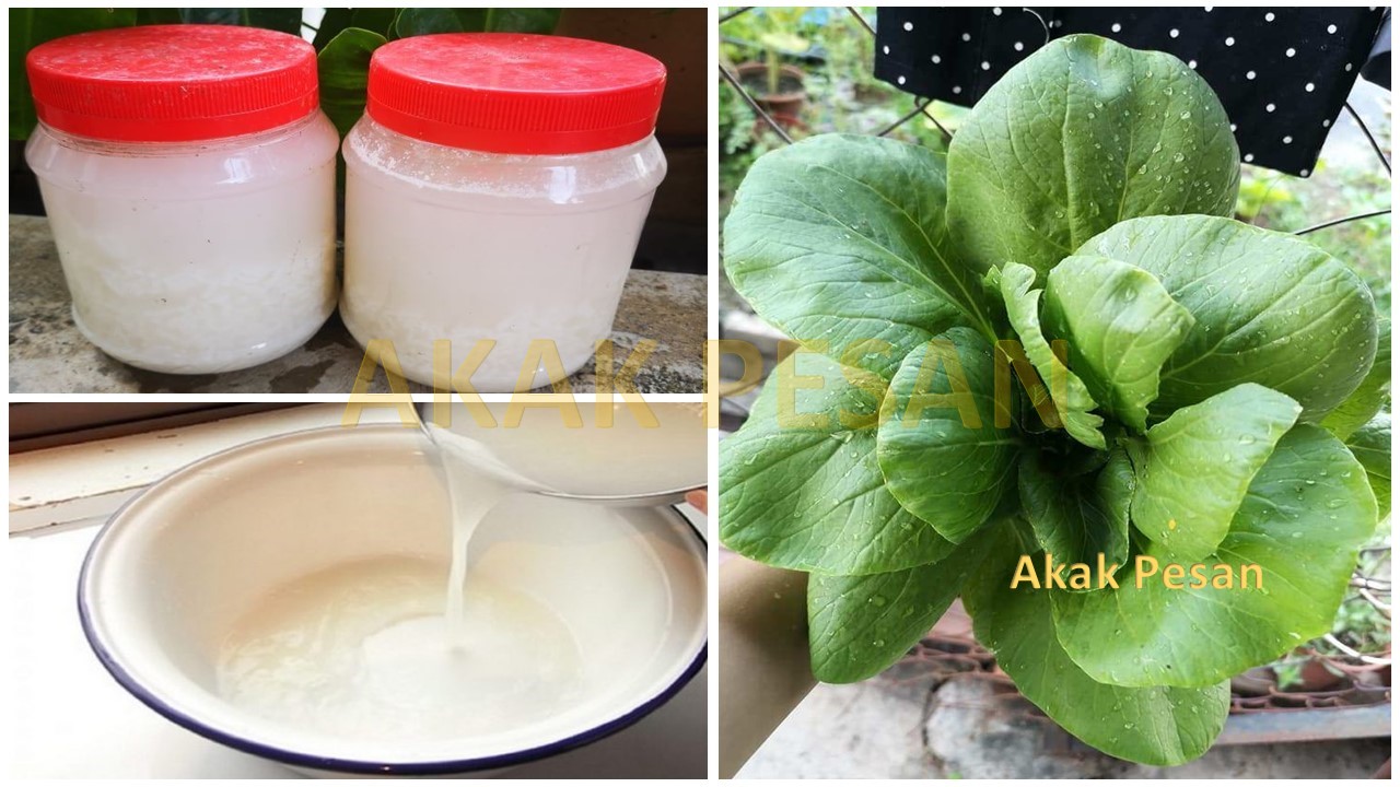 Subur Dan Gemuk Guna Bahan Dapur Saja Baja Pokok Sayur Pak Choy - Akak ...