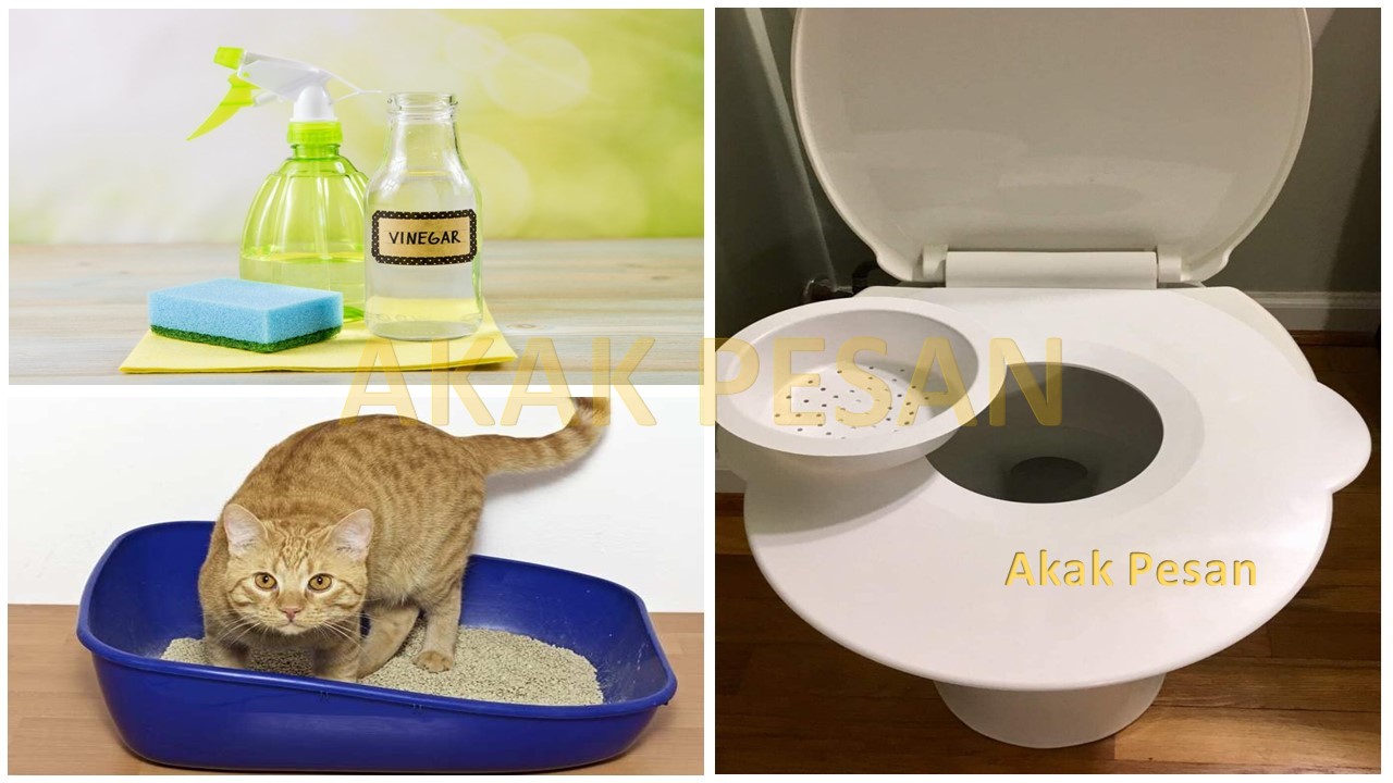 Tak Berak Merata Ini Kaedah Ajar Kucing Guna Tandas Mudah Nak Urus ...