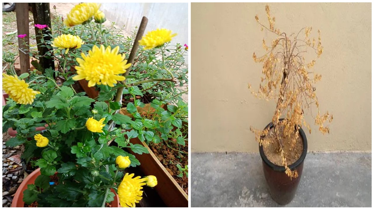 Tak Perlu Siram Ikut Kaedah Ini Pokok Bunga Tetap Segar - Akak Pesan