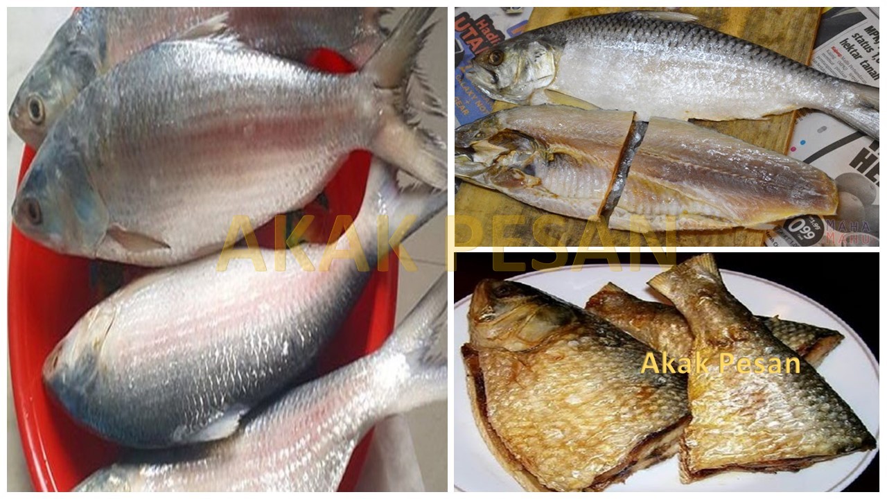 Duri Dan Tulang Faktor Sukar Makan Ikan Terubuk Ikut Dua Petua Ini ...