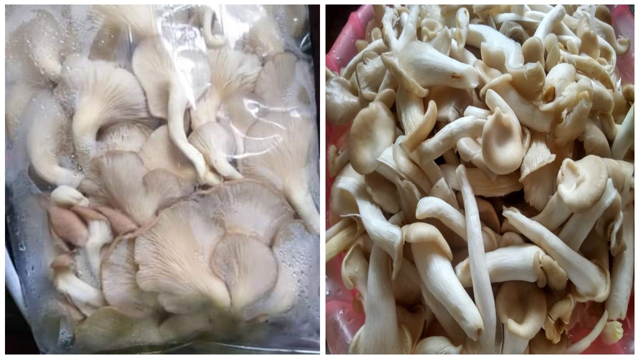 Cendawan Kekal Segar Disimpan Dalam Peti Sejuk Lebih 7 Hari Ini Petua ...
