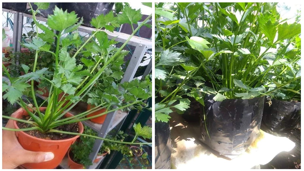 Cara Tanam Pokok Daun Sup Supaya Kekal Subur & Hidup Sehingga 2 Tahun ...